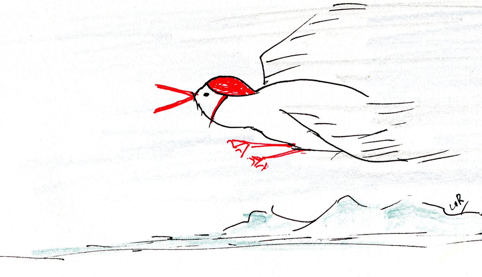 Hightailing for home – Redbeak Diaries